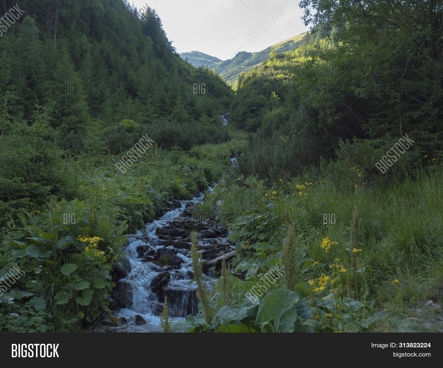 Mountain Stream With Flowers