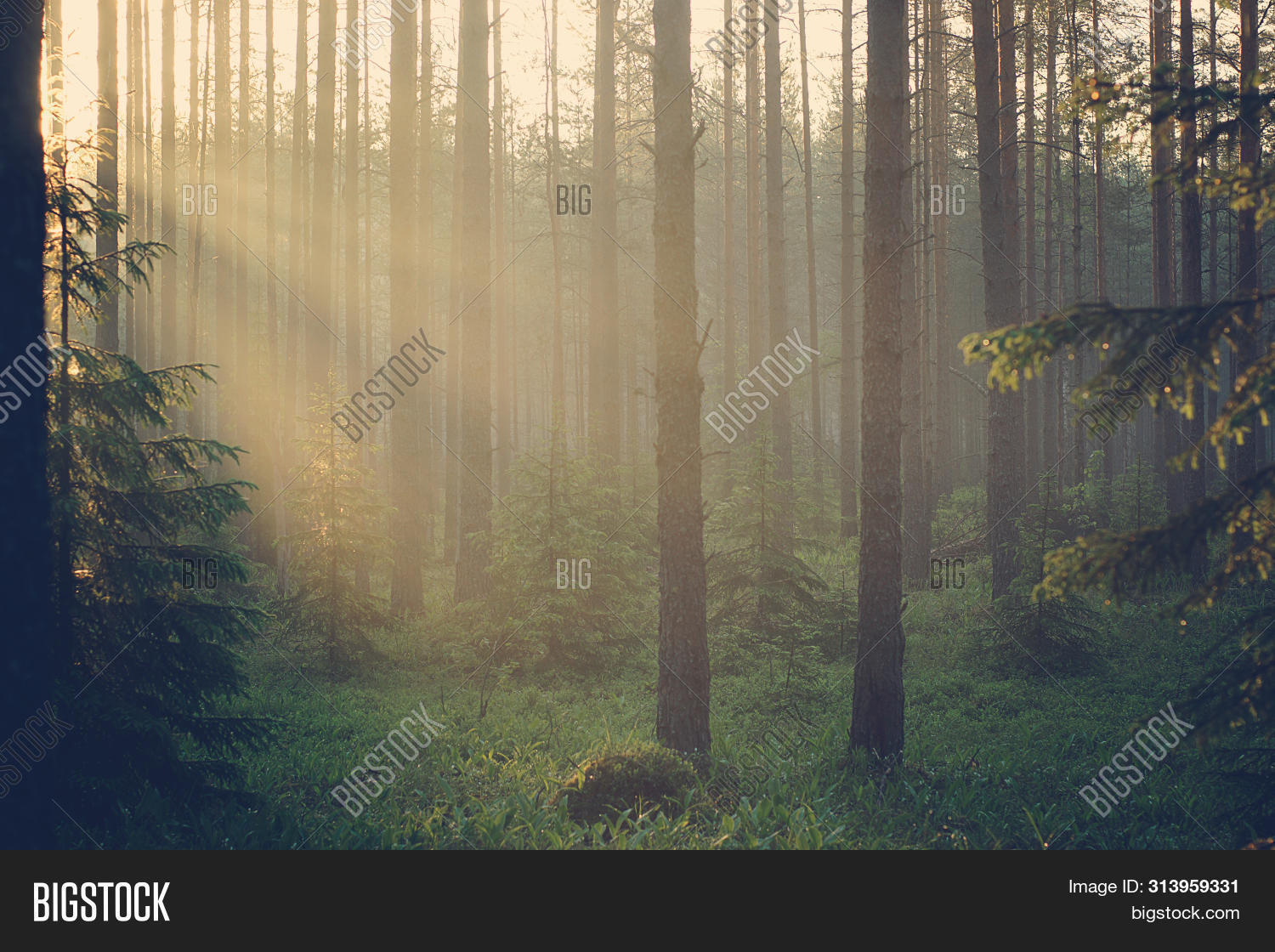 Slanting Rays Sun Image & Photo (Free Trial) | Bigstock