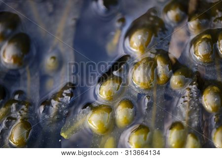 Ulvophyceae Images, Illustrations & Vectors (Free) - Bigstock