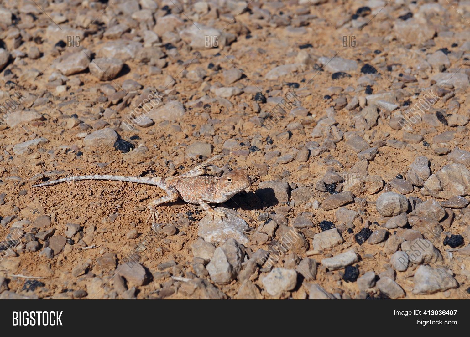 Desert Agama Trapelus Image & Photo (Free Trial) | Bigstock