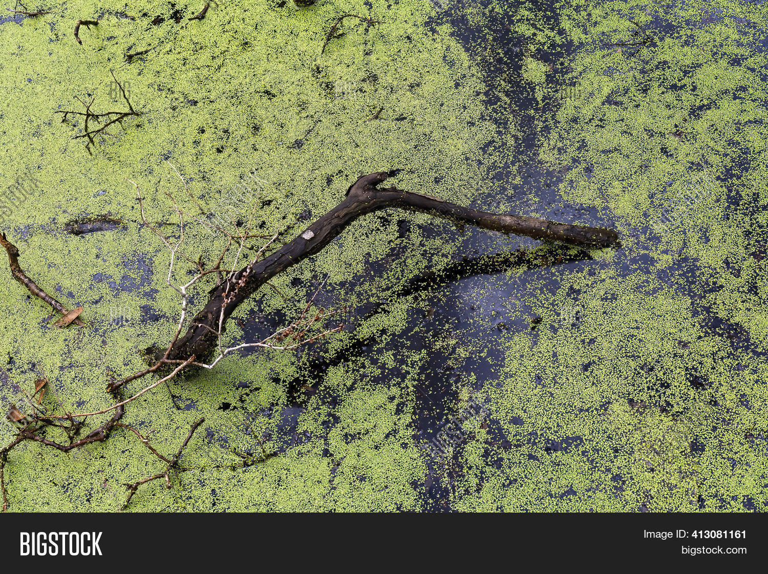 Algae Covered Swamp Image & Photo (Free Trial) | Bigstock
