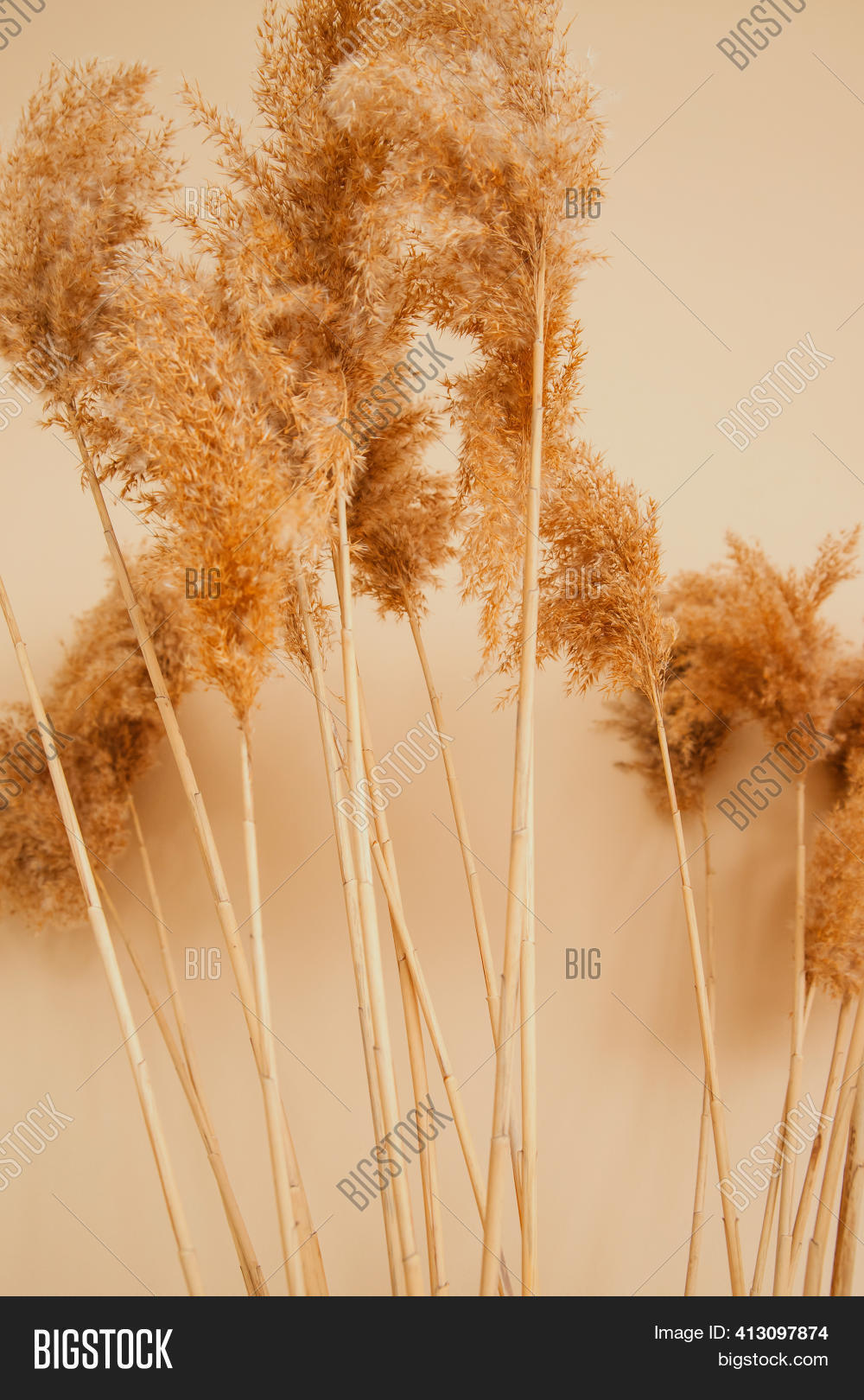Reeds On Beige Image & Photo (Free Trial) | Bigstock