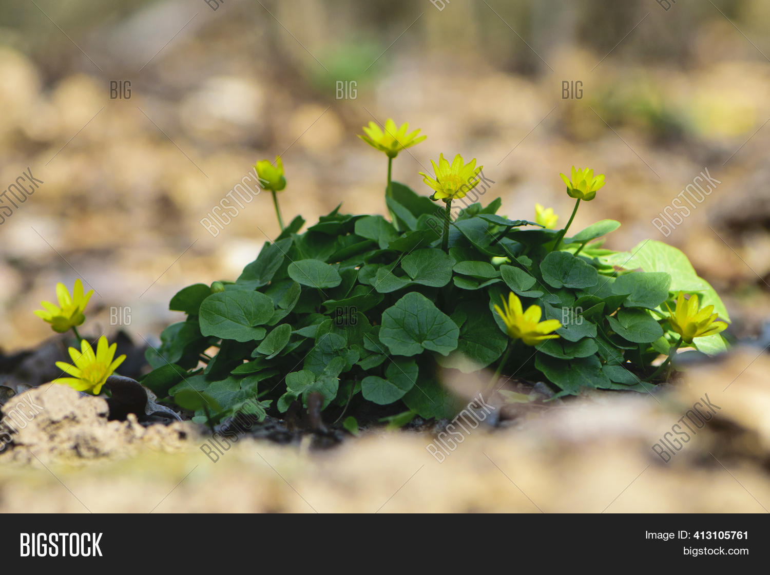 Yellow Forest Flowers Image & Photo (Free Trial) | Bigstock