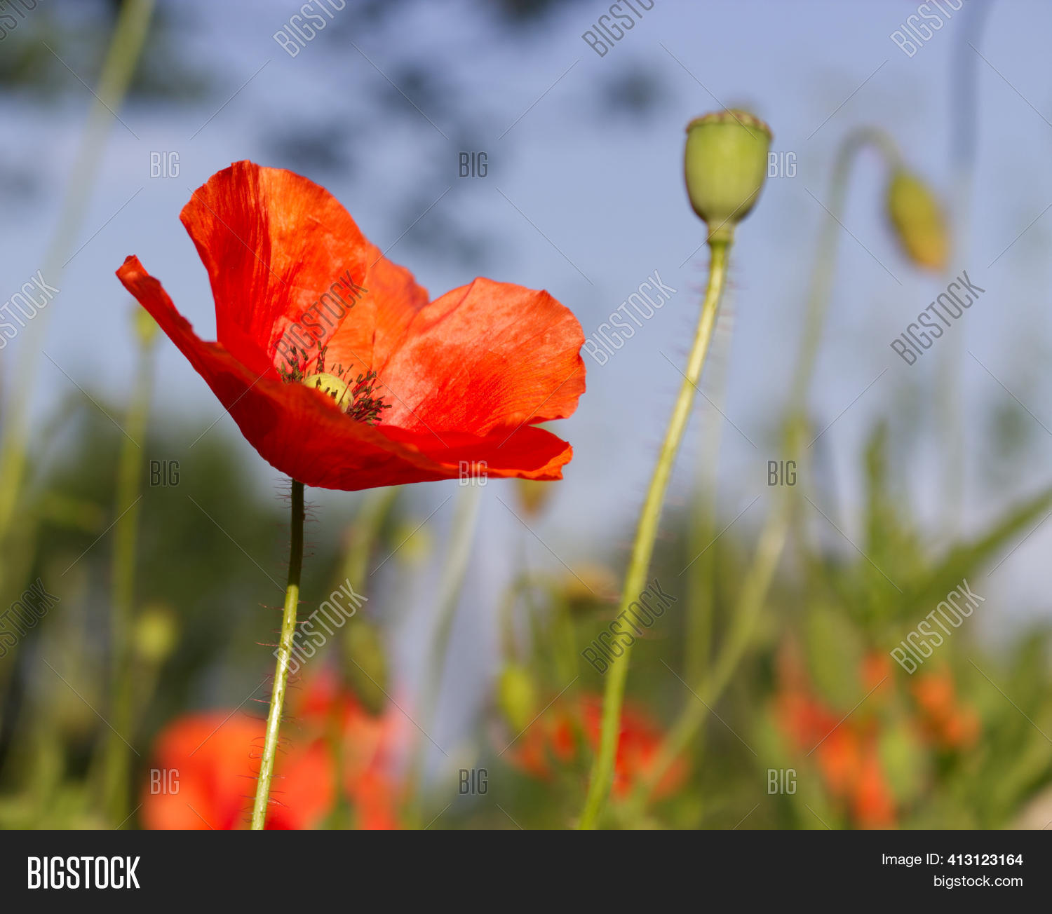 Red Poppy Flower Image & Photo (Free Trial) | Bigstock