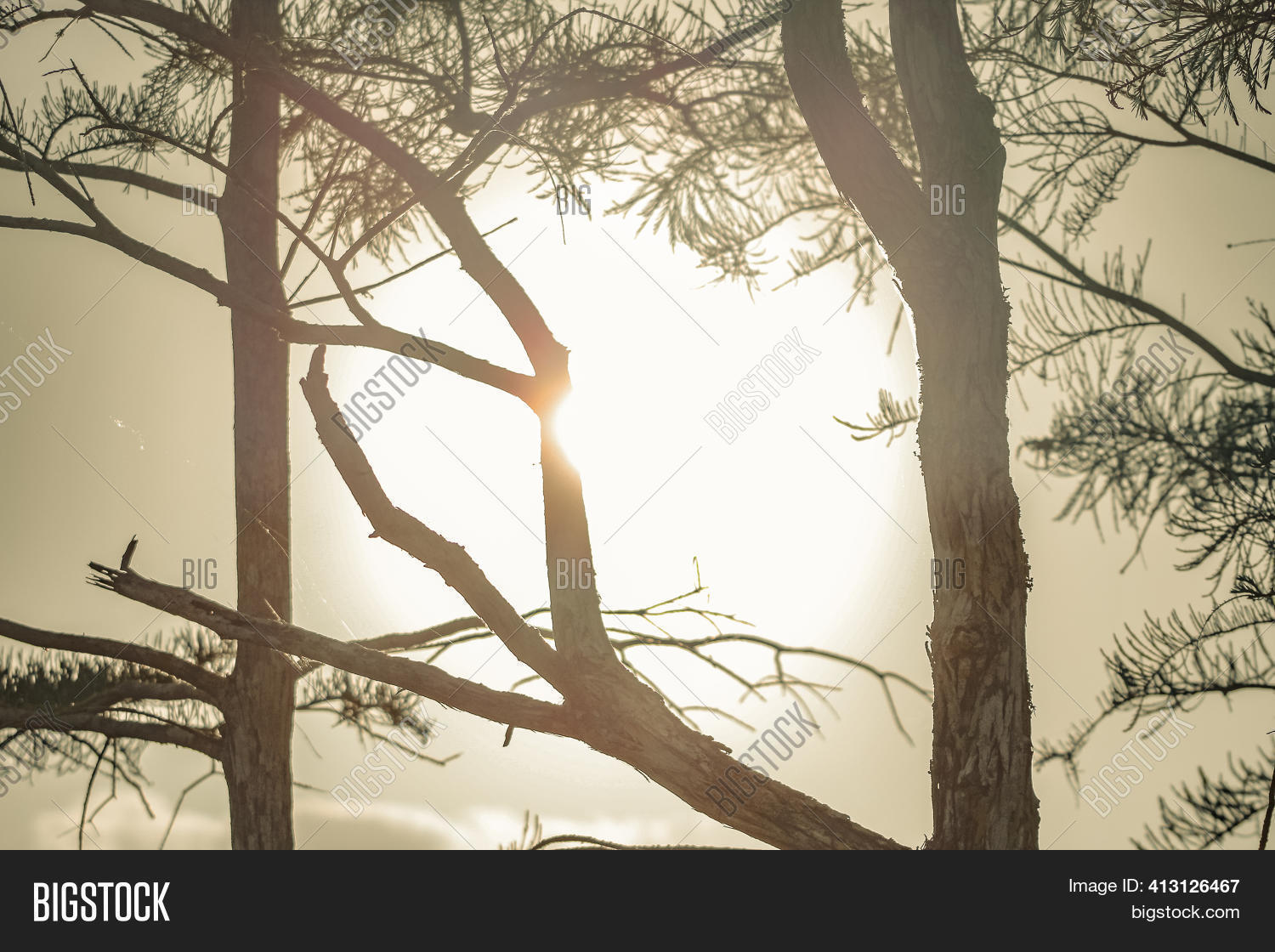 Sunset Pine Forest Image & Photo (Free Trial) | Bigstock