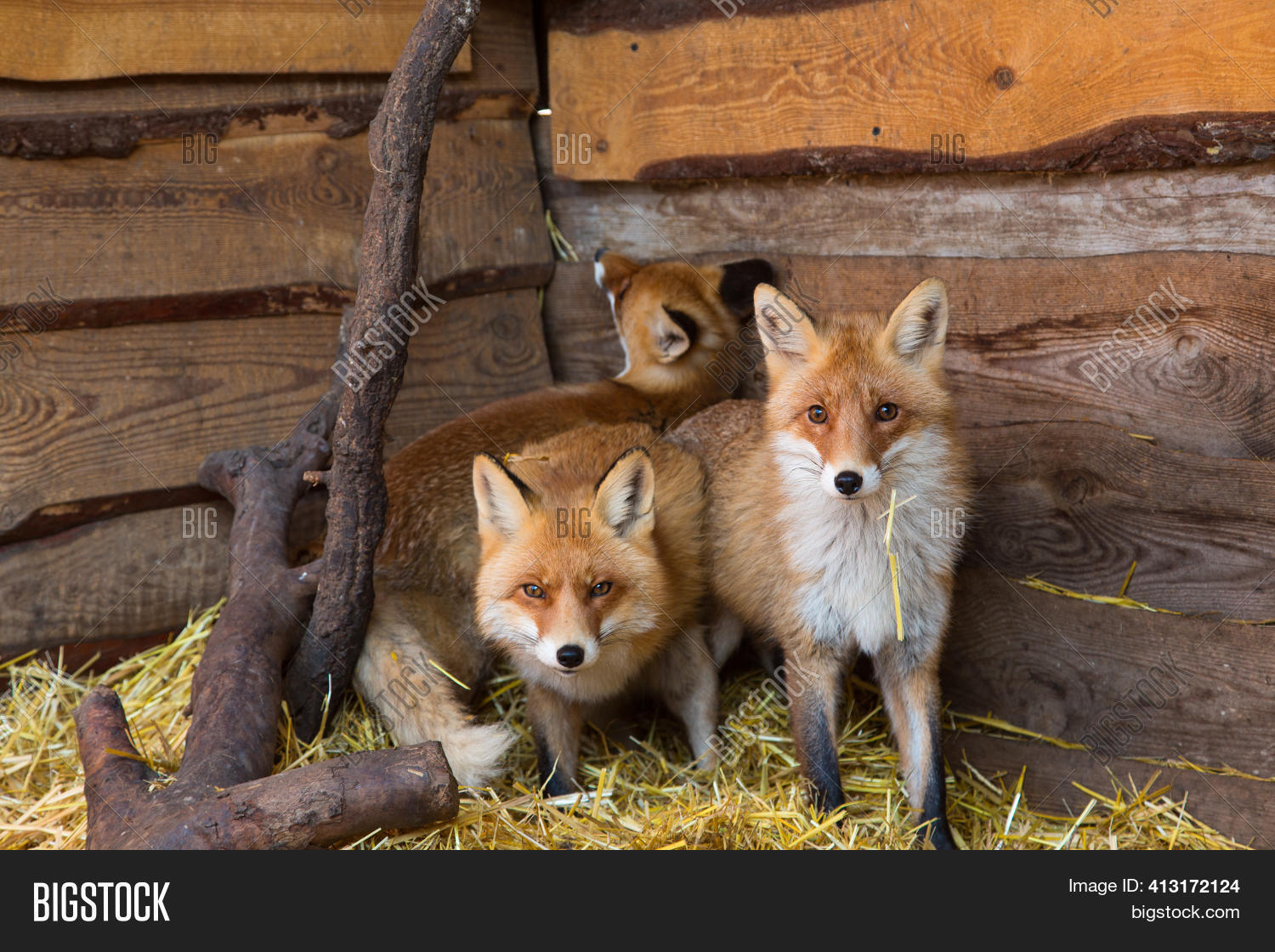 Group Red Foxes Wooden Image & Photo (Free Trial) | Bigstock