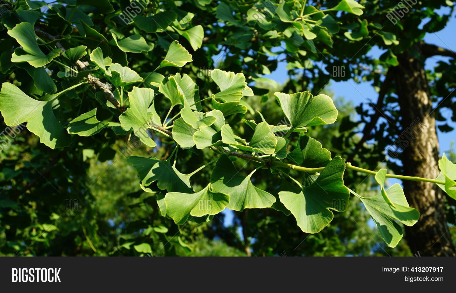 Ginkgo Biloba Branch Image & Photo (Free Trial) | Bigstock