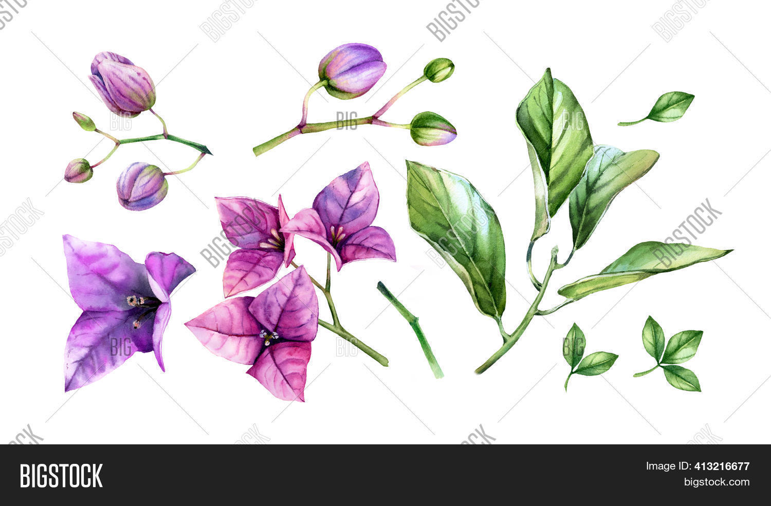 Bougainvillea Flower Drawing