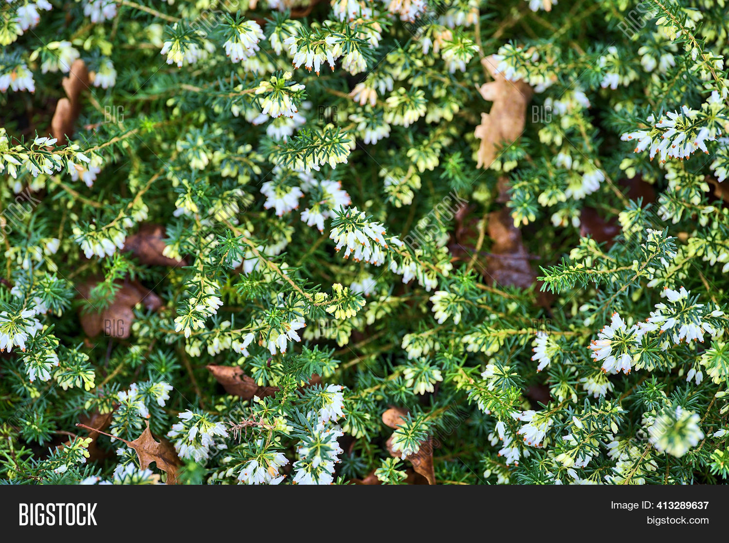 Late Winter Early Spring Wallpaper