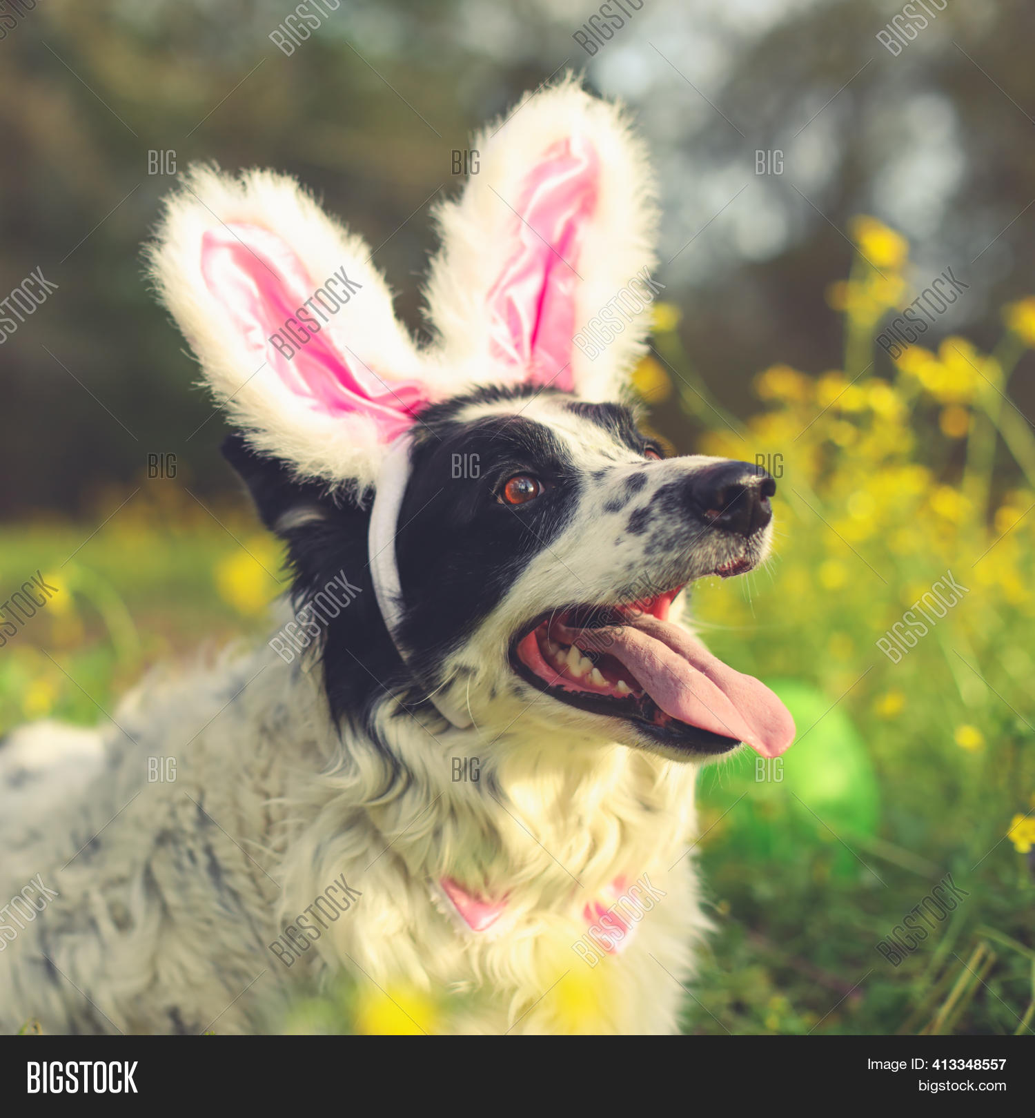 Panting Border Collie Image & Photo (Free Trial) | Bigstock