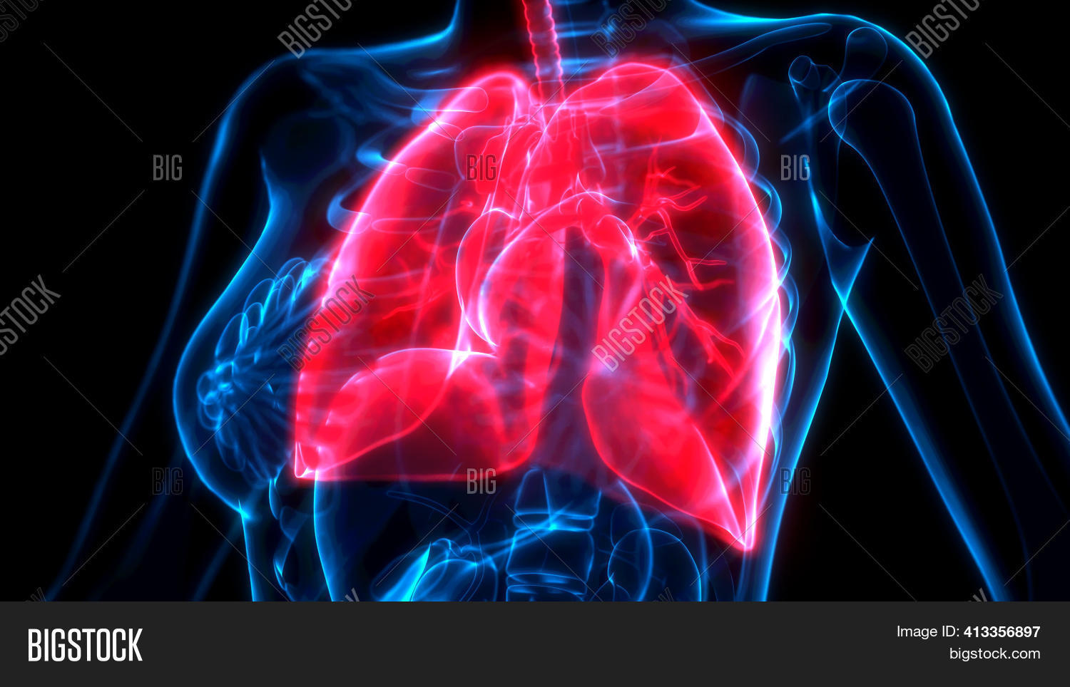 Lungs Pain On X Ray Image & Photo (Free Trial) | Bigstock