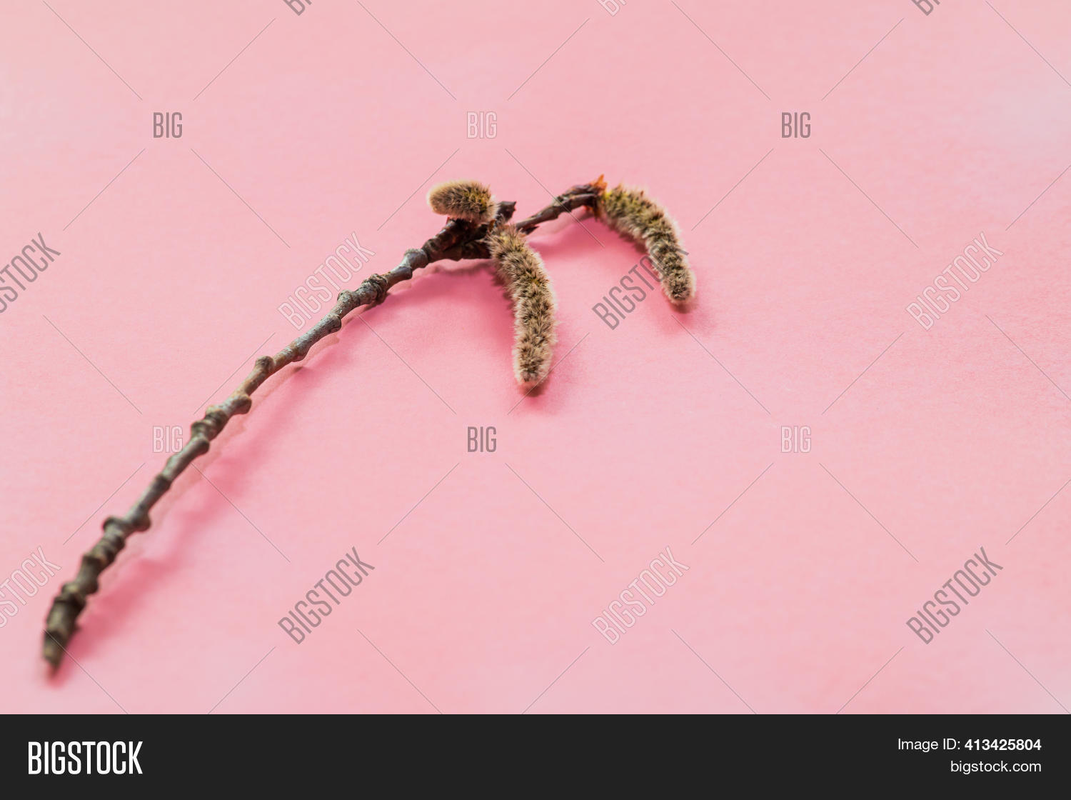 Willow Twig - Salix Image & Photo (Free Trial) | Bigstock