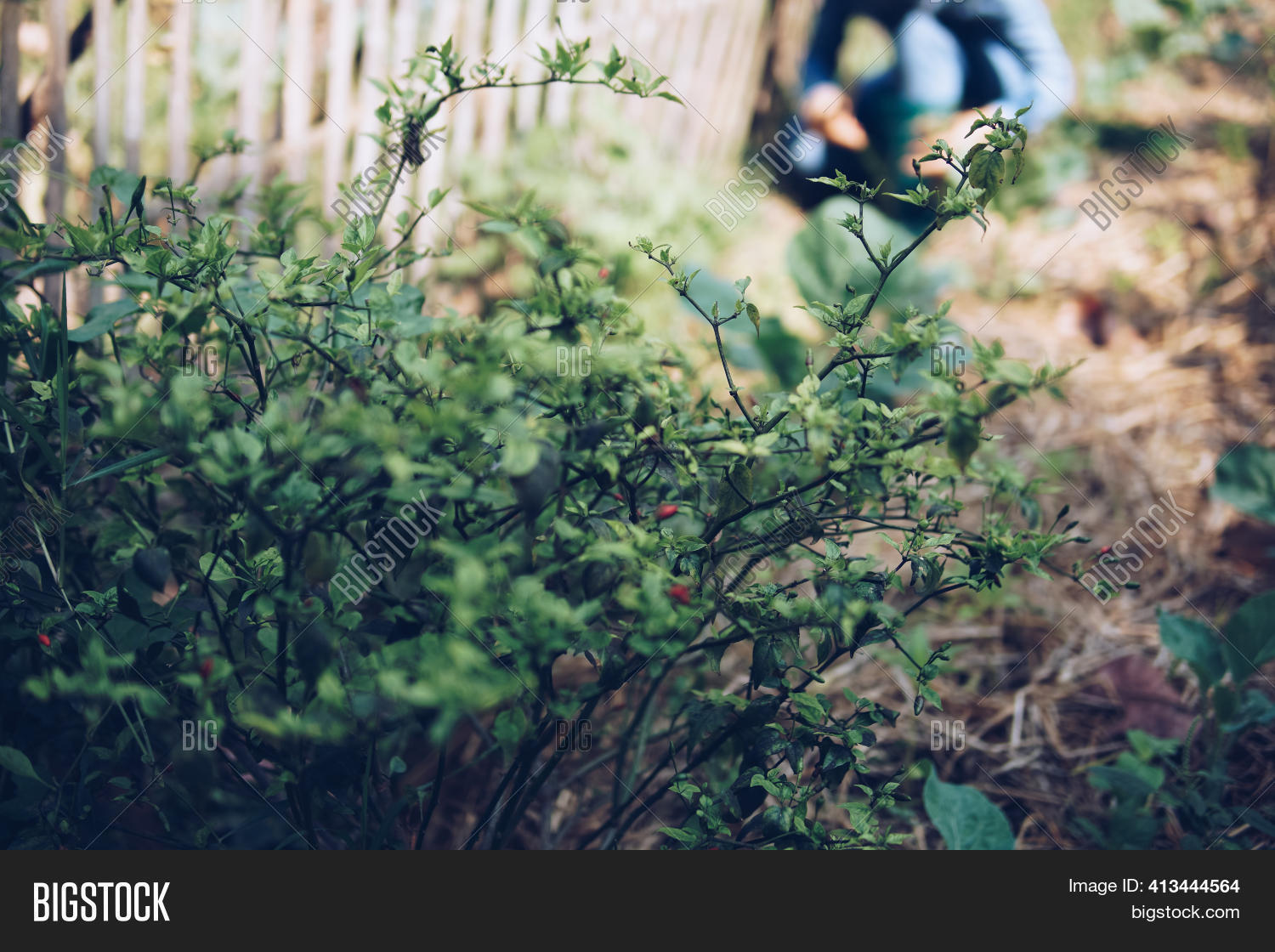 Chili Plant Growing Image & Photo (Free Trial) | Bigstock
