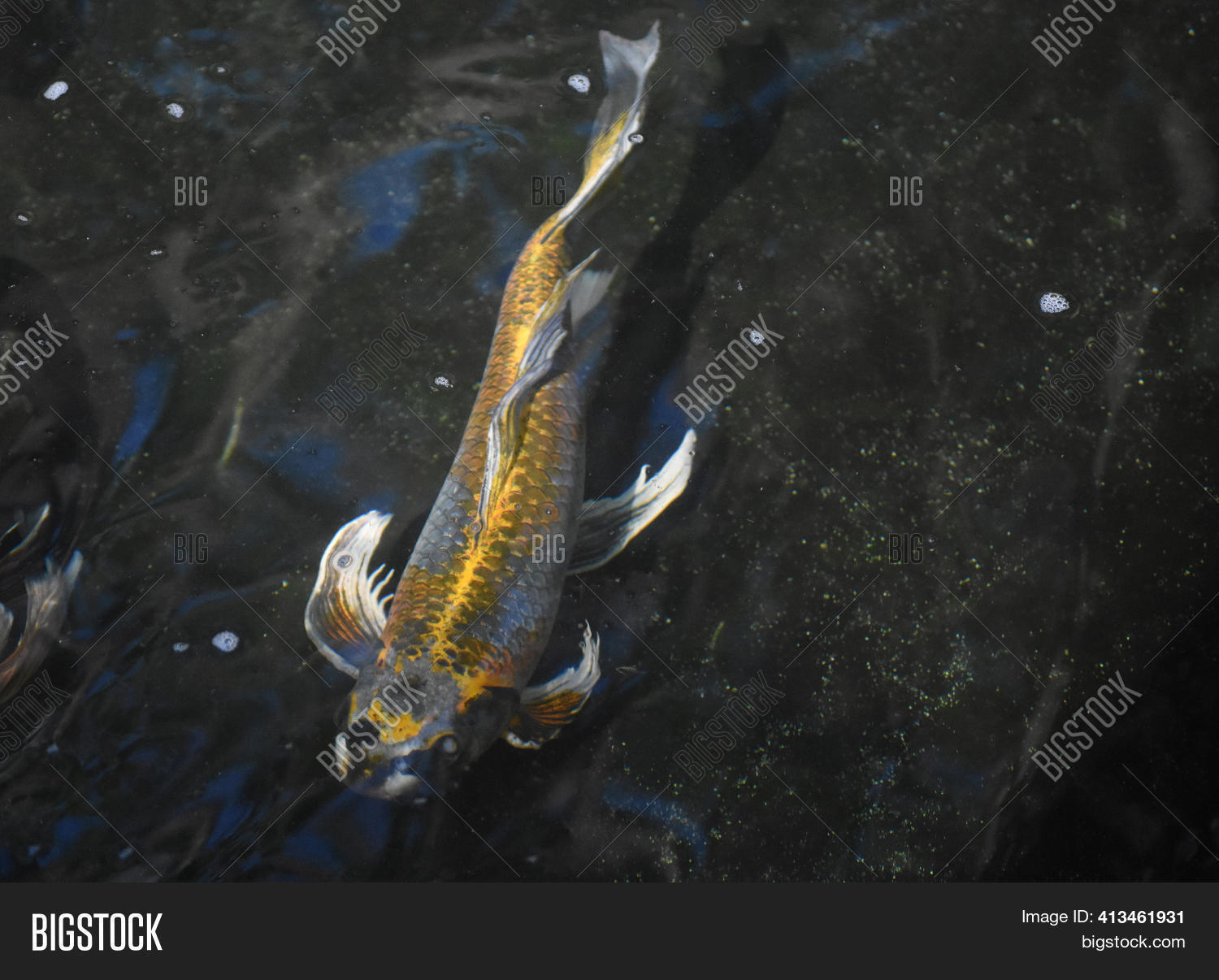 Beautiful Koi Fish Image & Photo (Free Trial) | Bigstock