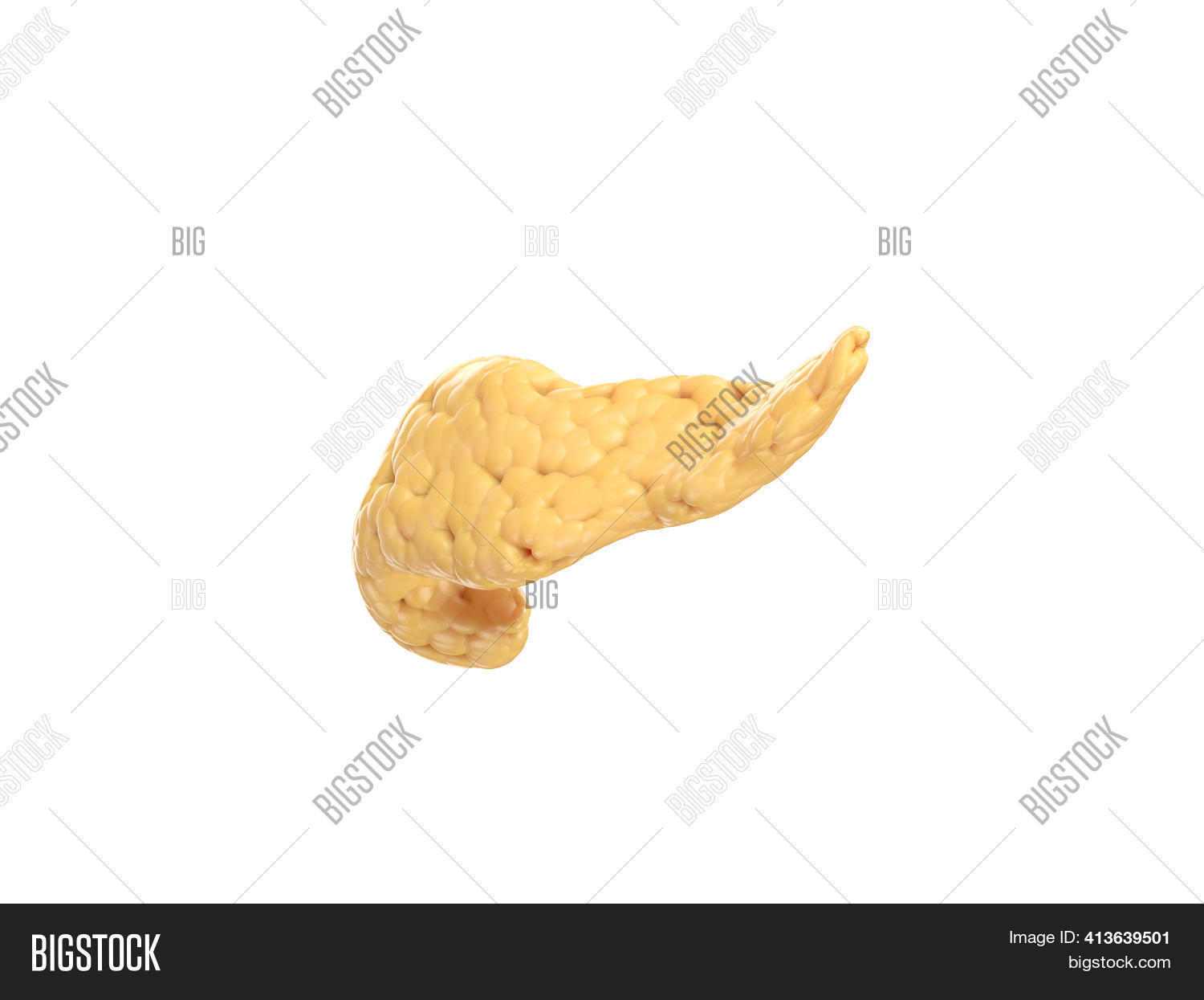 Anatomically Accurate Image & Photo (Free Trial) | Bigstock