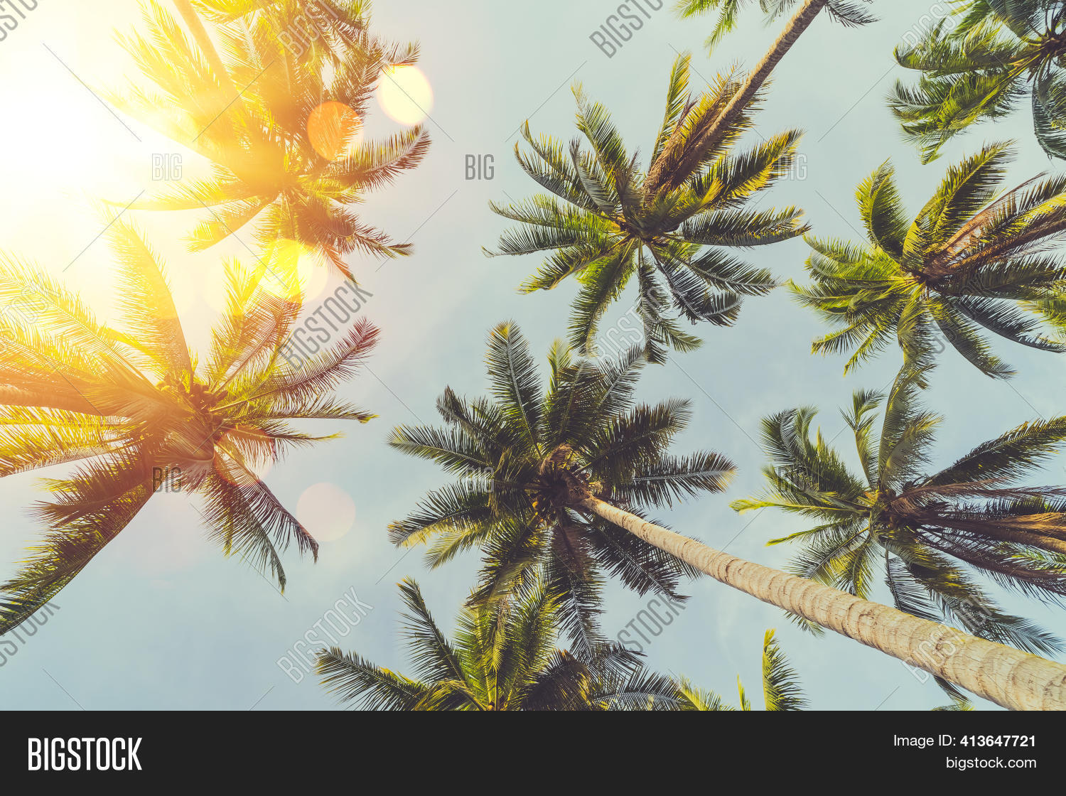 Tropical Palm Tree Sun Image & Photo (Free Trial) | Bigstock