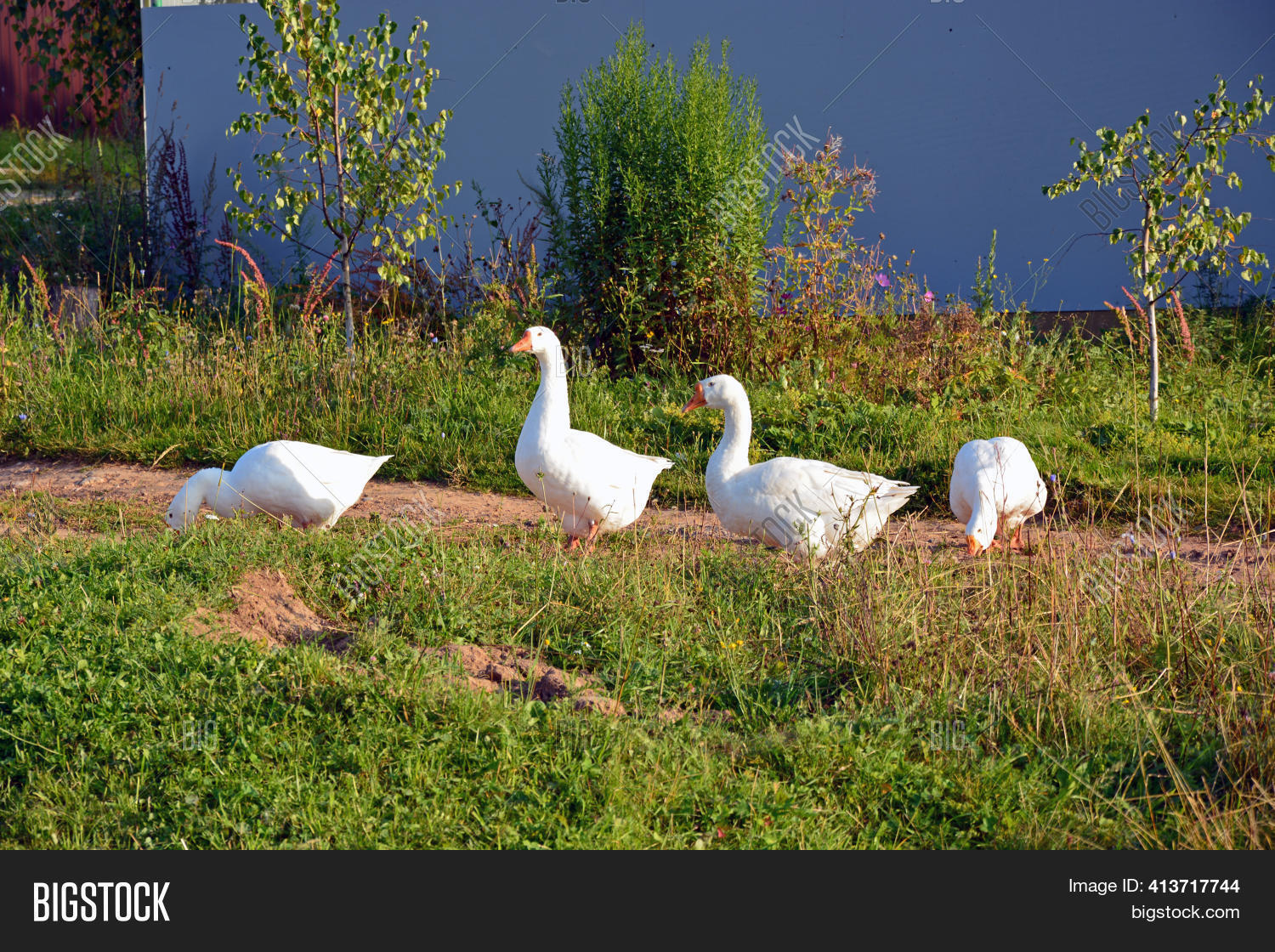 Herd Geese Walks Image & Photo (Free Trial) | Bigstock