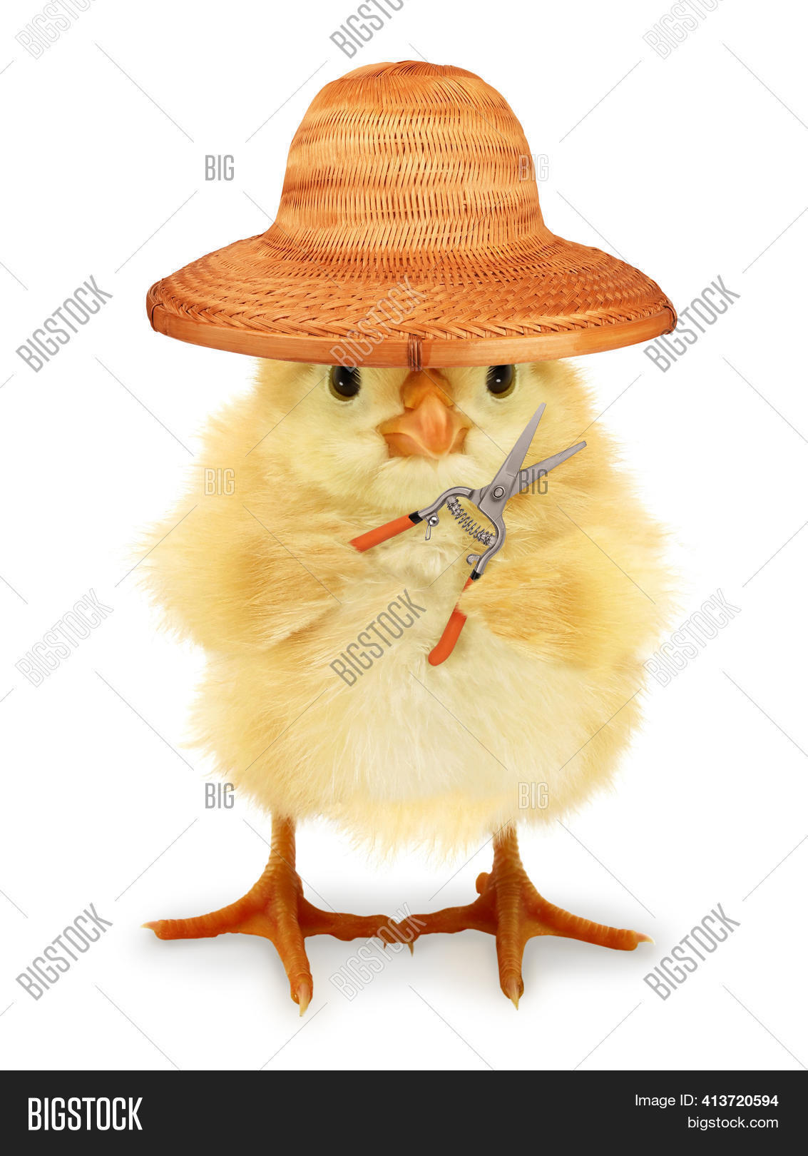 Cute Chick Fruit Image & Photo (Free Trial) | Bigstock