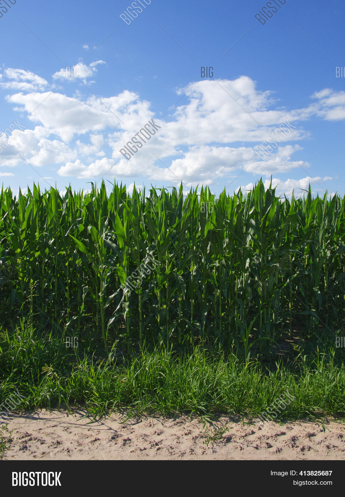 Plants Corn On Farm Image & Photo (Free Trial) | Bigstock