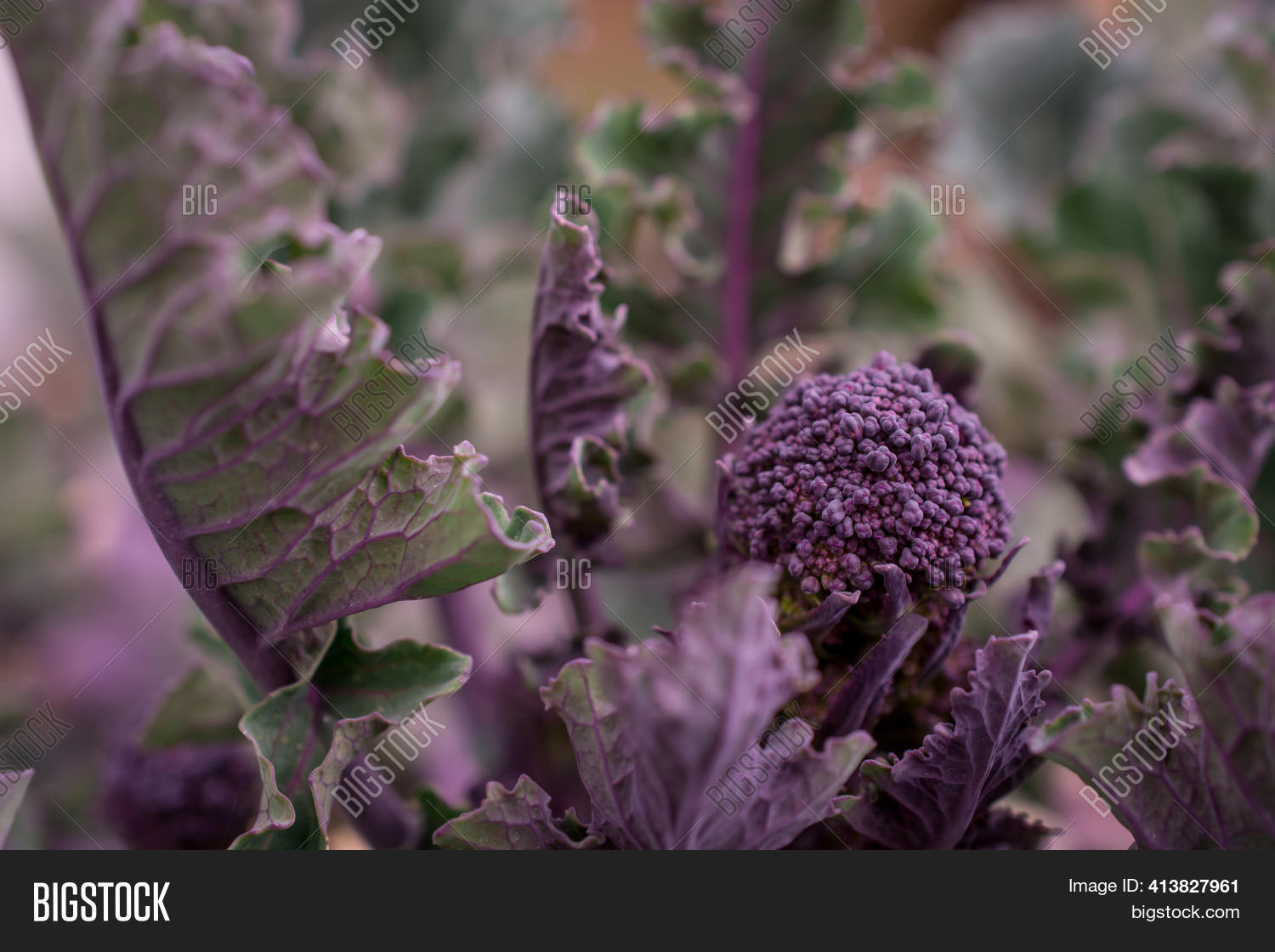 Purple Broccoli Image & Photo (Free Trial) | Bigstock