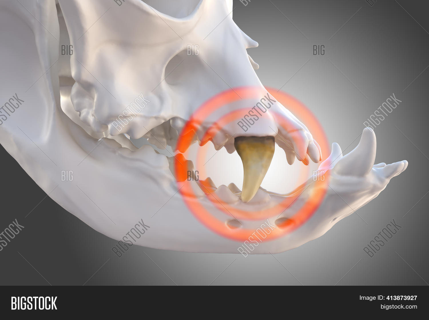 Dog Skull Jaw. Tooth Image & Photo (Free Trial) | Bigstock