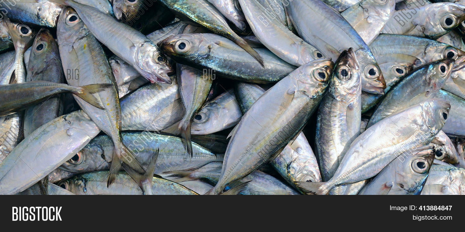 Sale Port Fish Market Image & Photo (Free Trial) | Bigstock