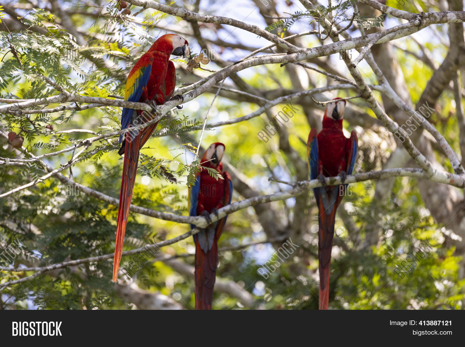 Tree Red Parrots On Image & Photo (Free Trial) | Bigstock