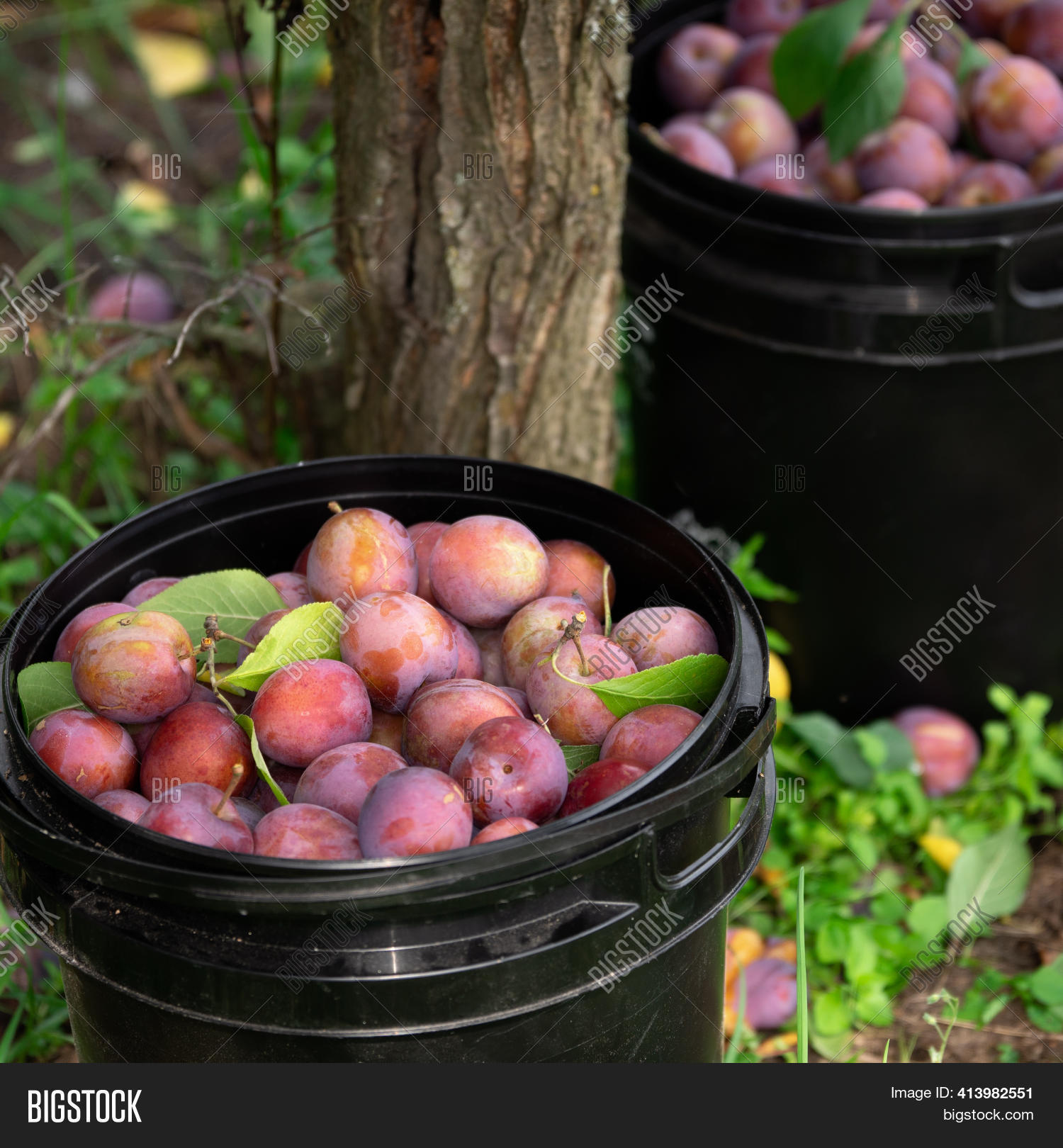 Fresh Plums Just Image & Photo (Free Trial) | Bigstock