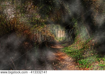 Mysterious Path Woods Image & Photo (Free Trial) | Bigstock