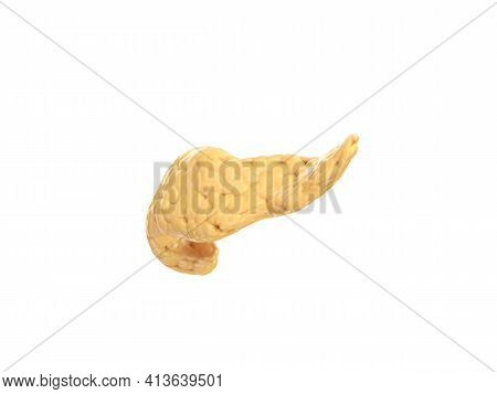 Anatomically Accurate Image & Photo (Free Trial) | Bigstock