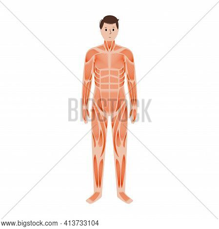 Human Muscular System Vector & Photo (Free Trial) | Bigstock