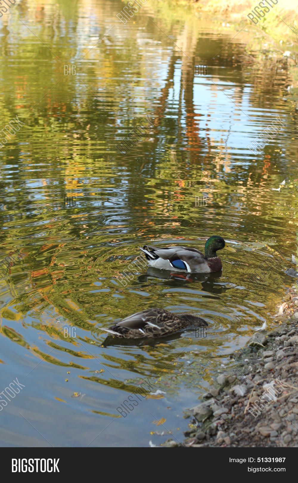 Lake Morning Ducks Image & Photo (Free Trial) | Bigstock