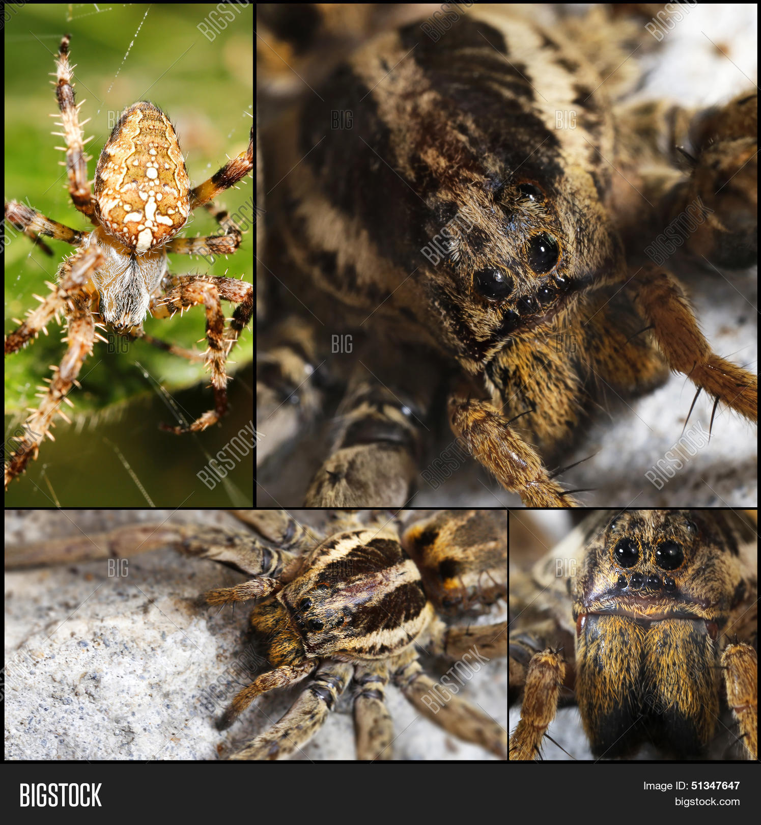 Scary Spider Collage Image & Photo (Free Trial) | Bigstock