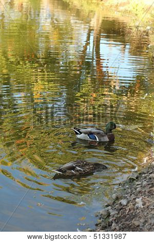 Lake Morning Ducks Image & Photo (Free Trial) | Bigstock