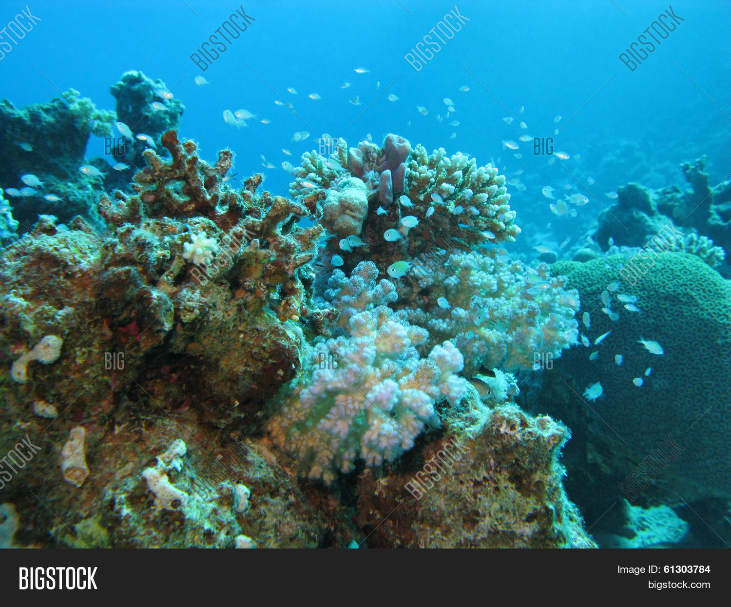Coral Reef Great Depth Image & Photo (Free Trial) | Bigstock