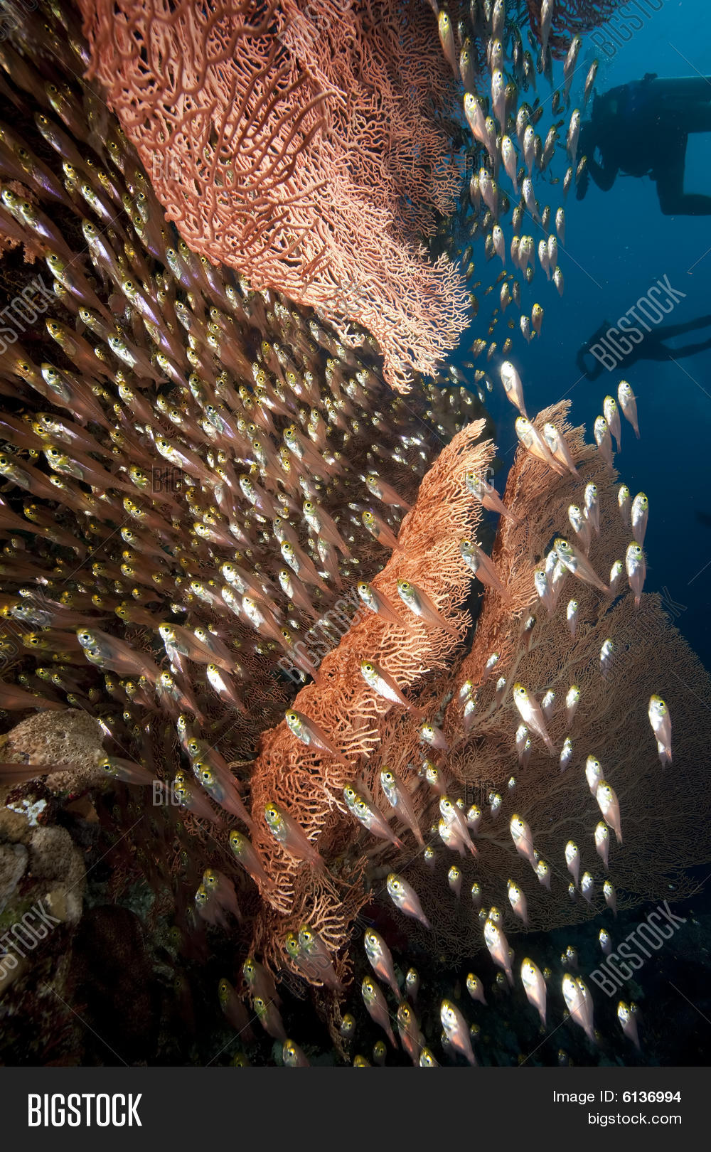Seafan Glassfish Image & Photo (Free Trial) | Bigstock