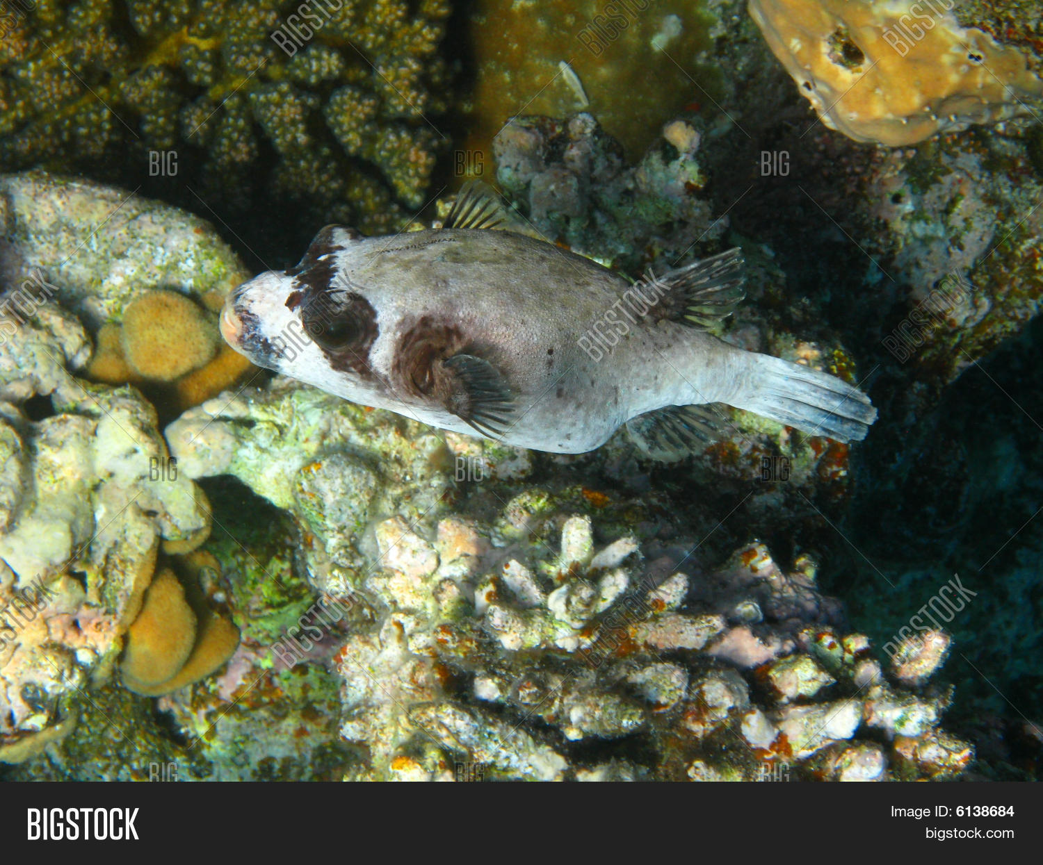 Dog Fish On Coral Reef Image & Photo (Free Trial) | Bigstock