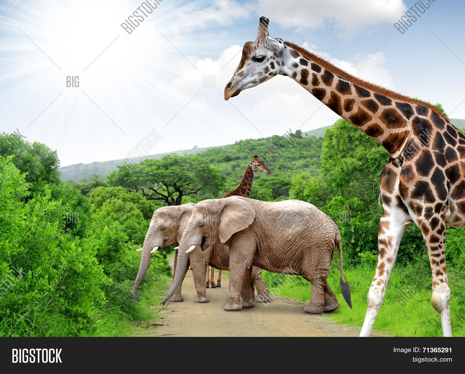 Giraffe Elephants Image & Photo (Free Trial) | Bigstock