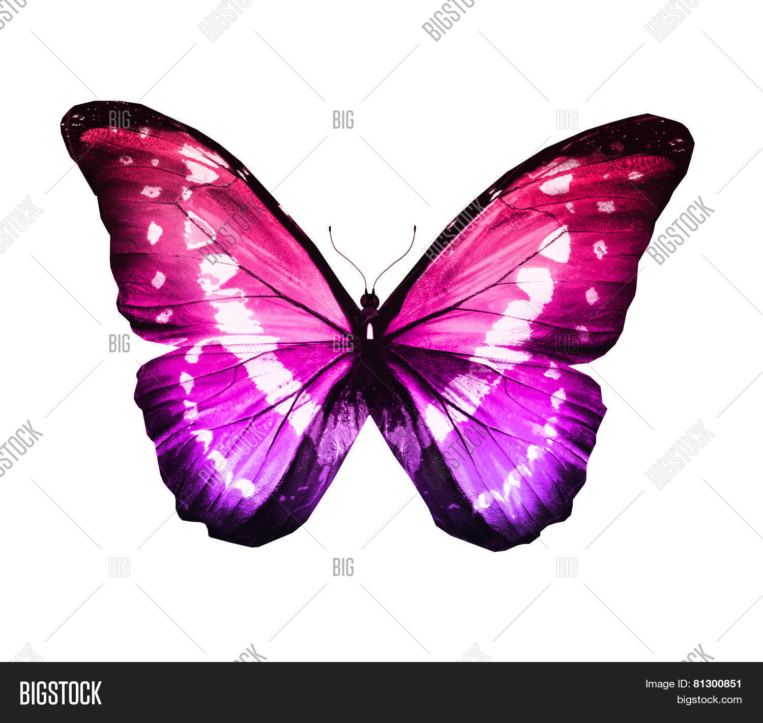 Color saturated pink butterfly Painting Combination etna.com.pe