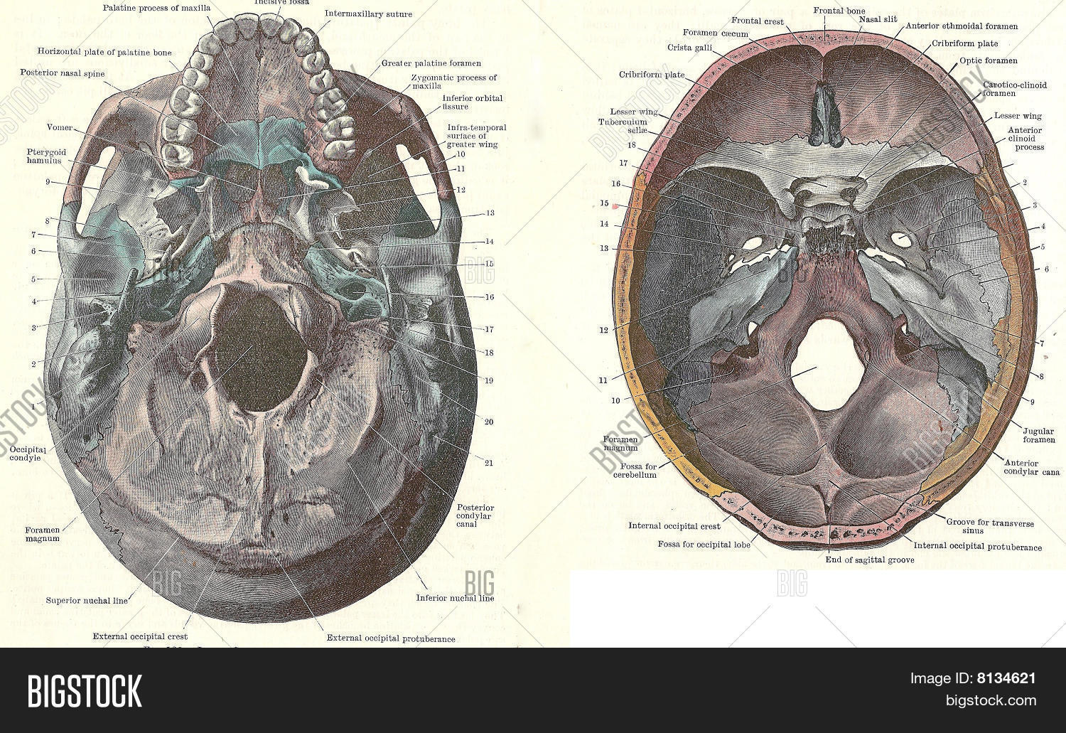 Dissection Human Skull Image & Photo (Free Trial) | Bigstock