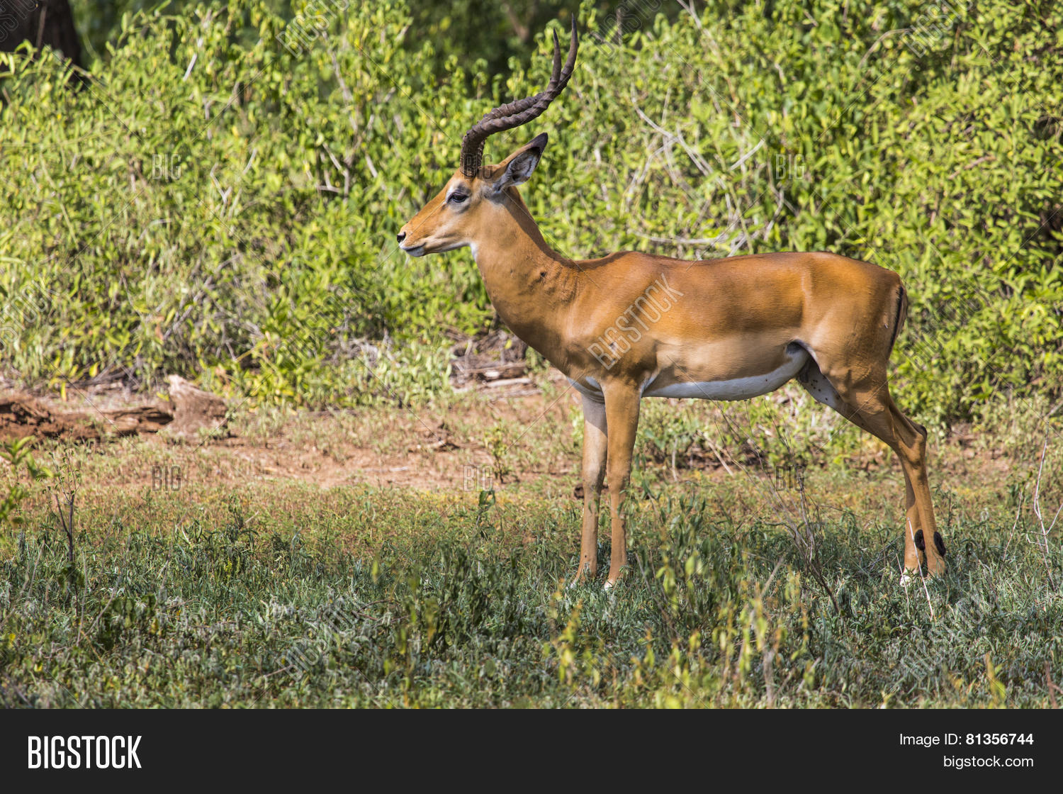 Herd Male Impala, Image & Photo (Free Trial) | Bigstock