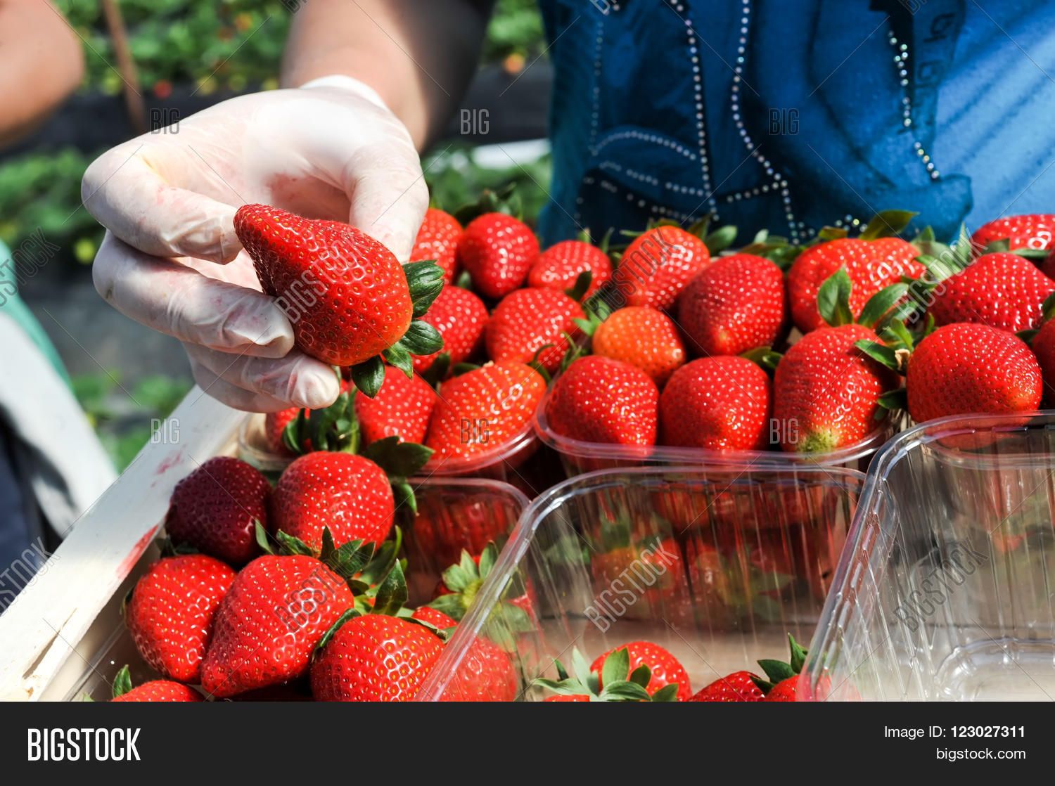 Imagen y foto Manolada Ilia (prueba gratis) | Bigstock