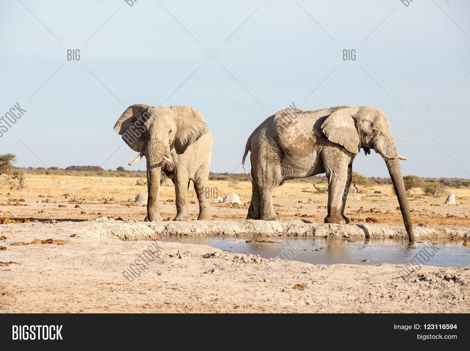 Large Elephants Nxai Image & Photo (Free Trial) | Bigstock