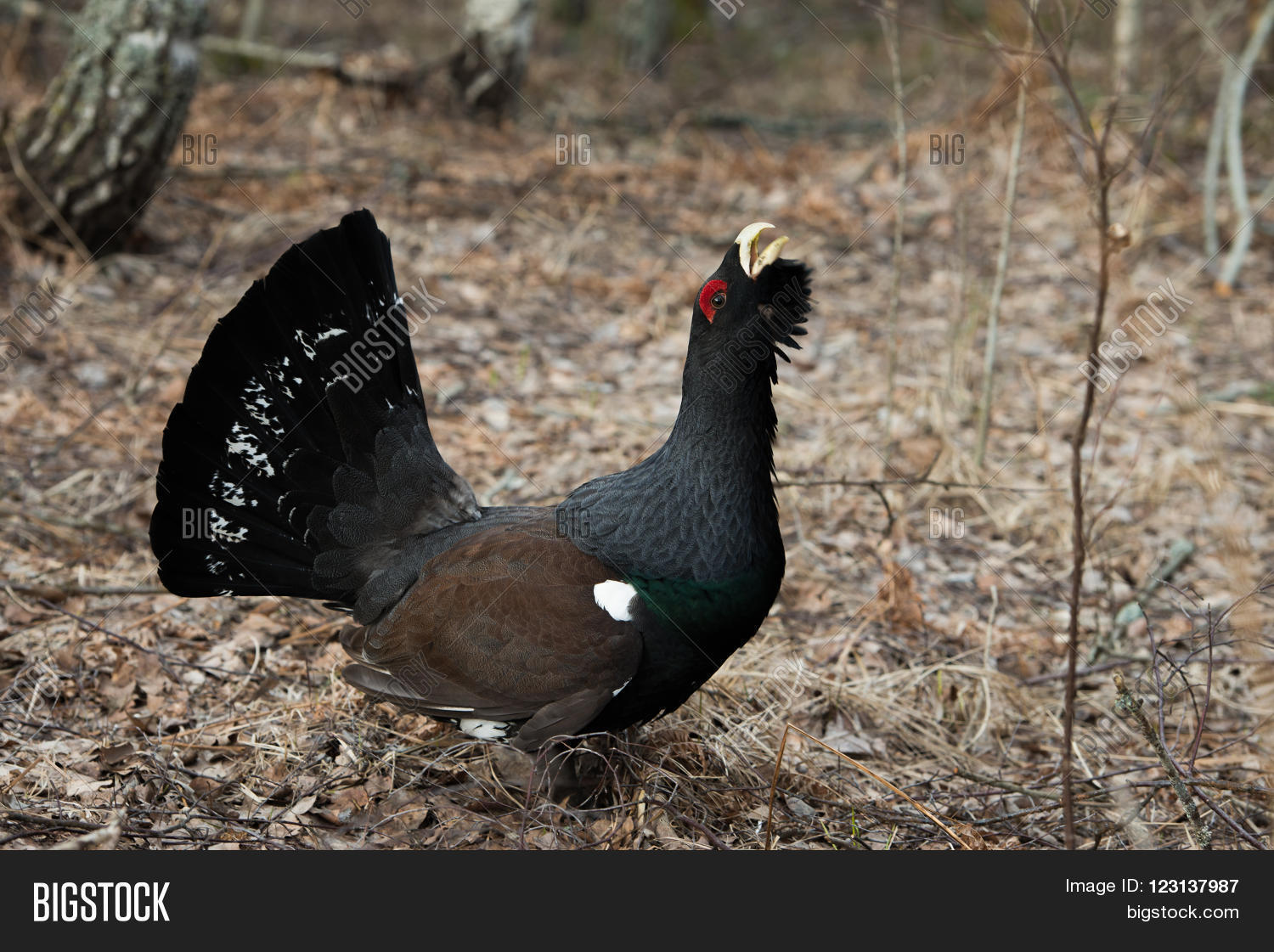 Western Capercaillie ( Image & Photo (Free Trial) | Bigstock