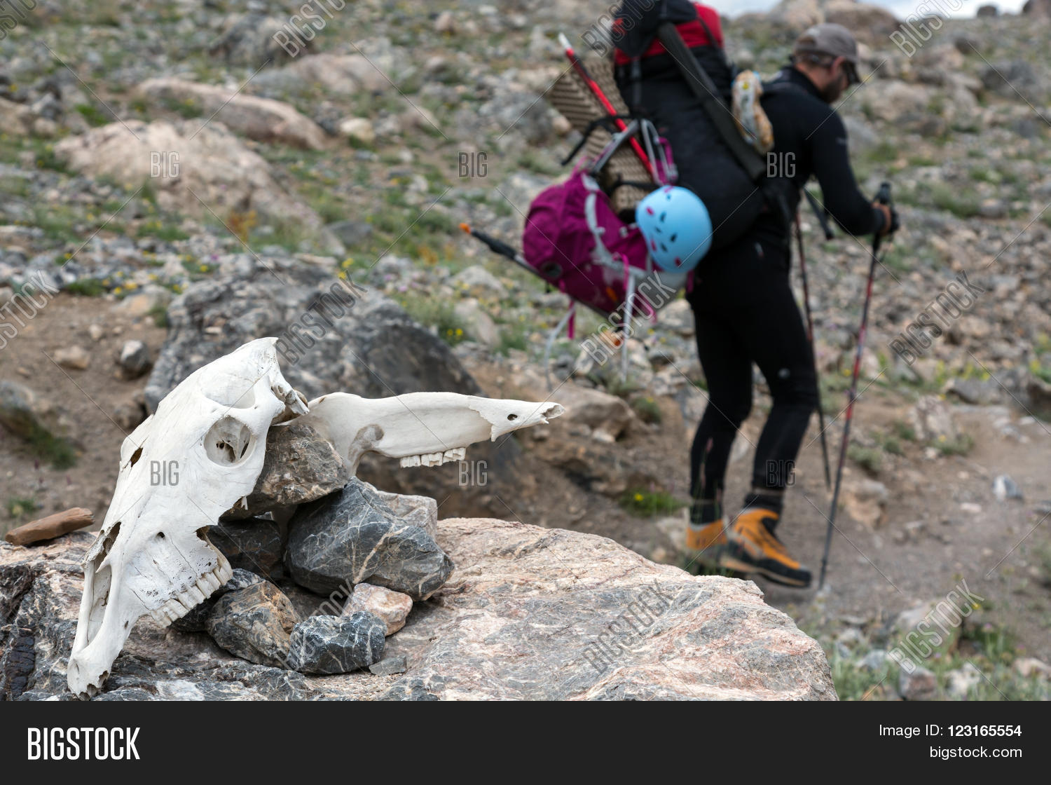 Large White Cranium Image & Photo (Free Trial) | Bigstock