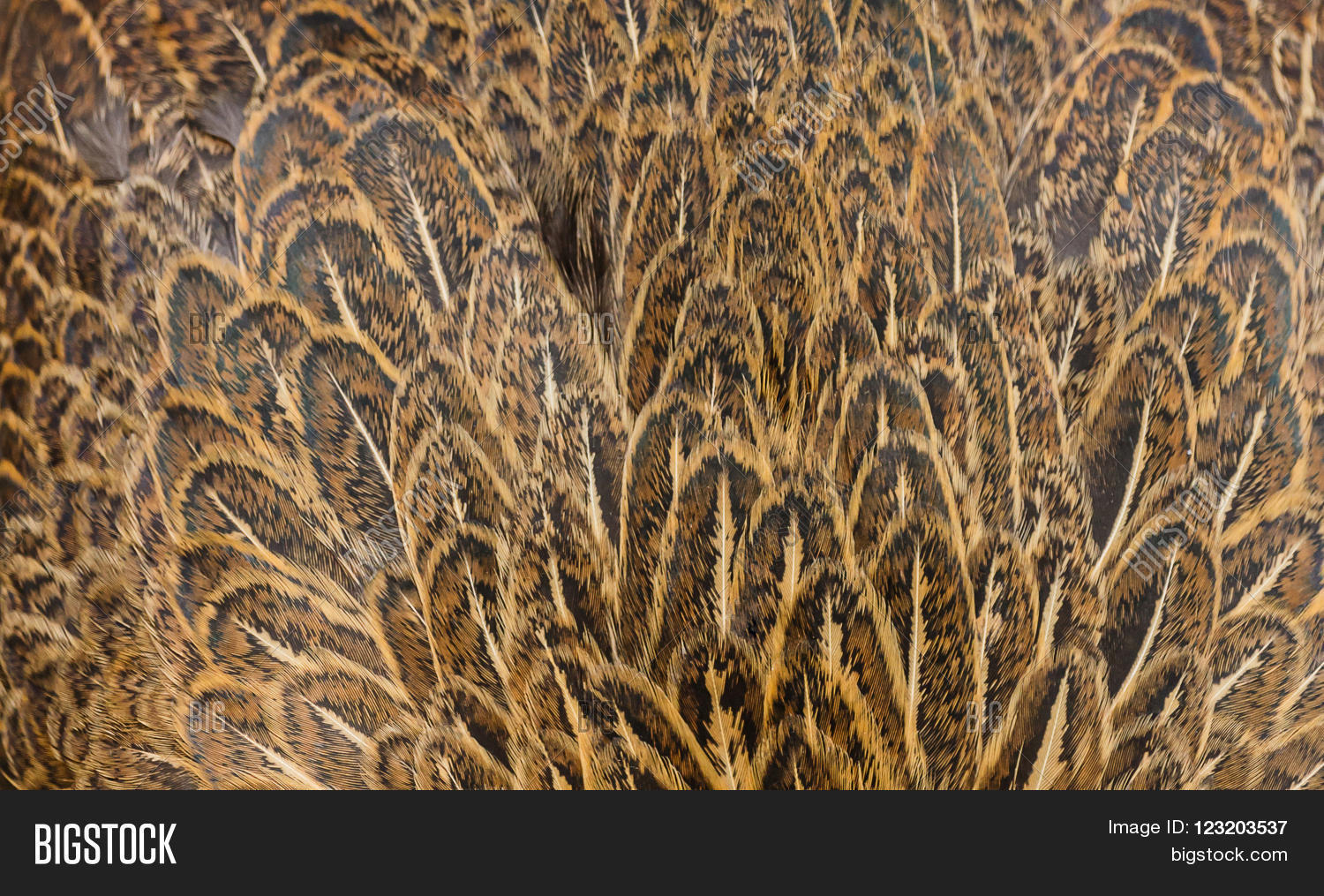 Brown Chicken Broody Image & Photo (Free Trial) | Bigstock