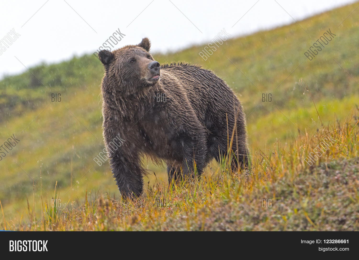 Grizzly Bear Sniffing Image & Photo (Free Trial) | Bigstock