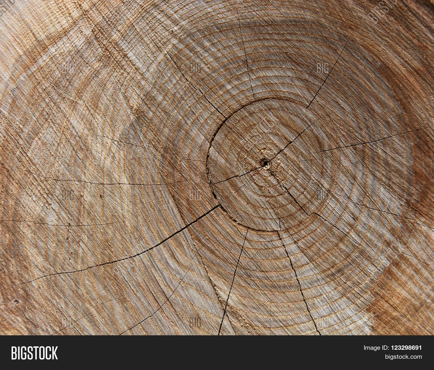 Close Oak Tree Rings Image & Photo (Free Trial) | Bigstock