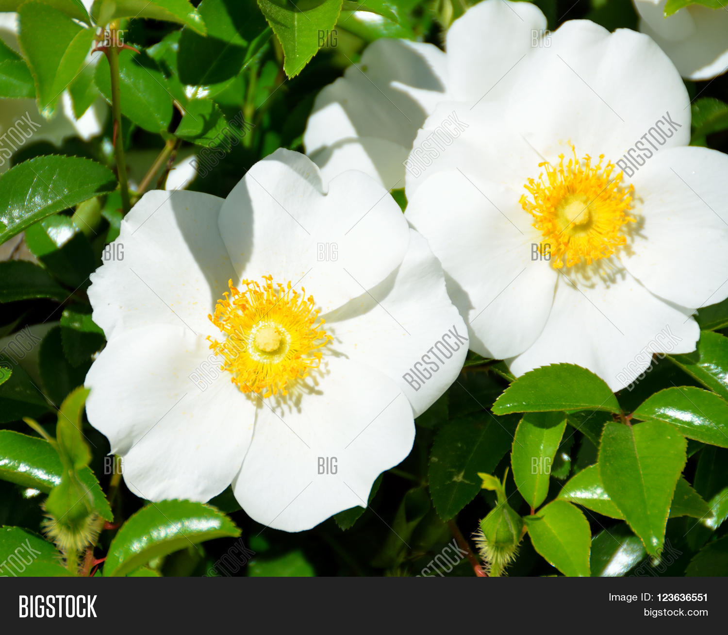 Beautiful Cherokee Image & Photo (Free Trial) | Bigstock