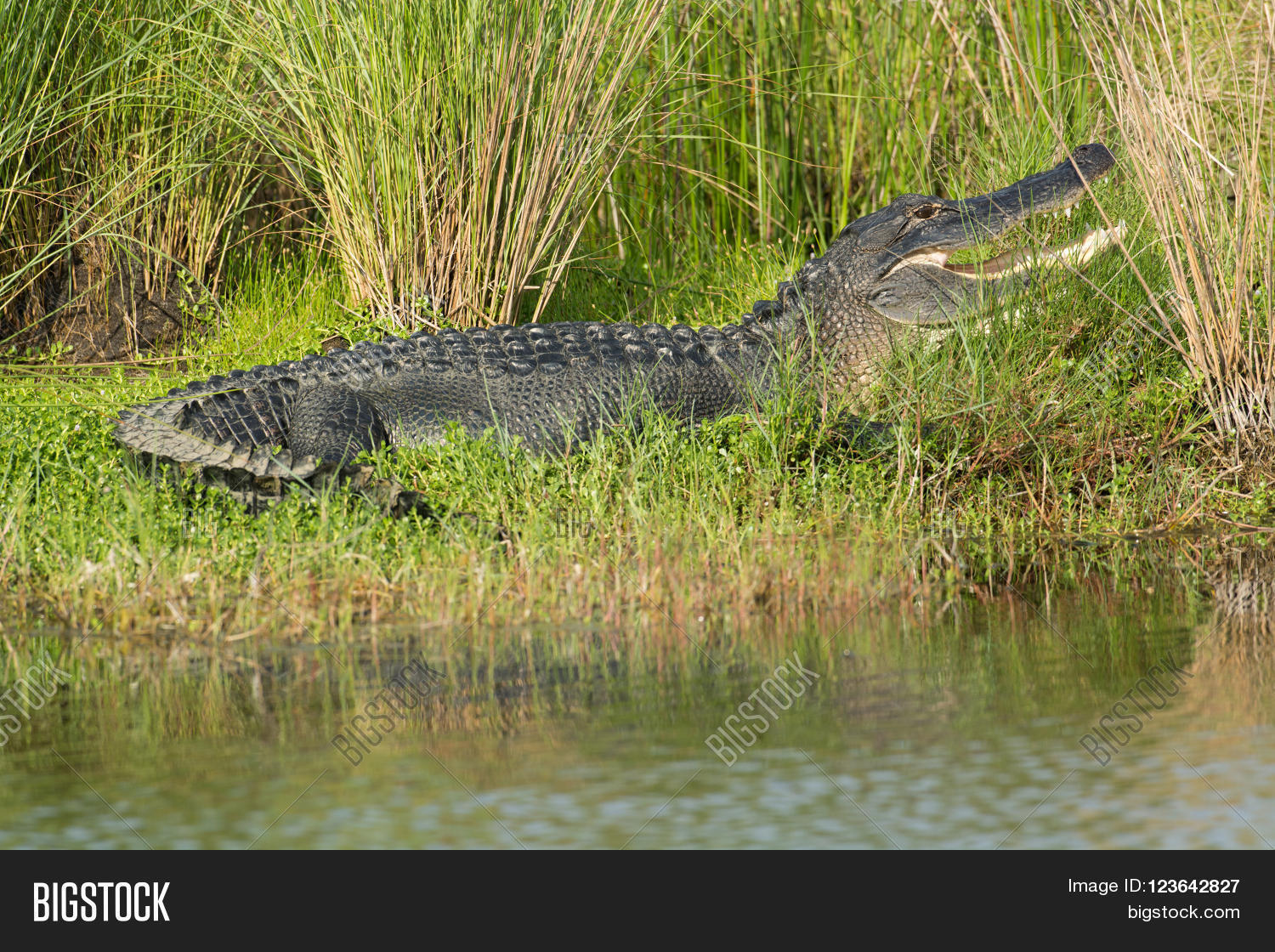 Large American Image & Photo (Free Trial) | Bigstock